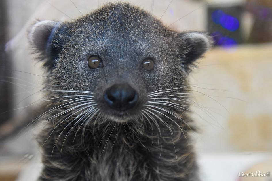 What is a Bearcat? - University of Cincinnati Athletics - Official ...